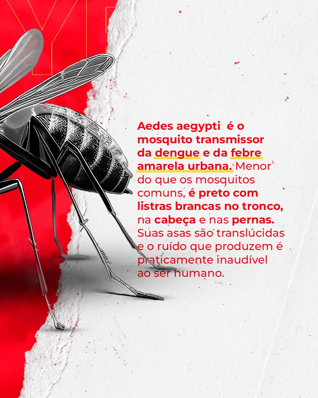 Combate ao Aedes aegypti – Prefeitura de Vassouras